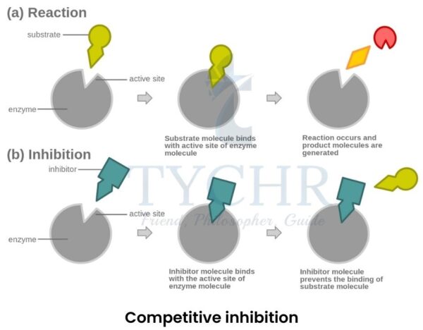 IBDP Sciences - Biology Chapter 8 Notes | Tychr