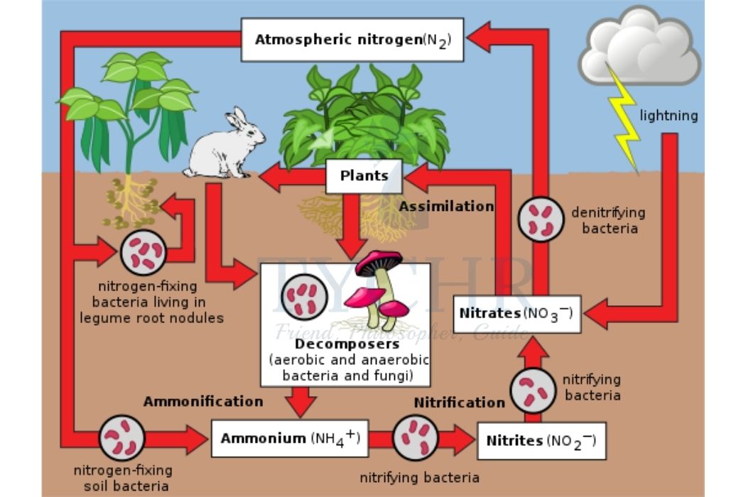 IBDP ESS Chapter 2 Solutions Notes | Tychr