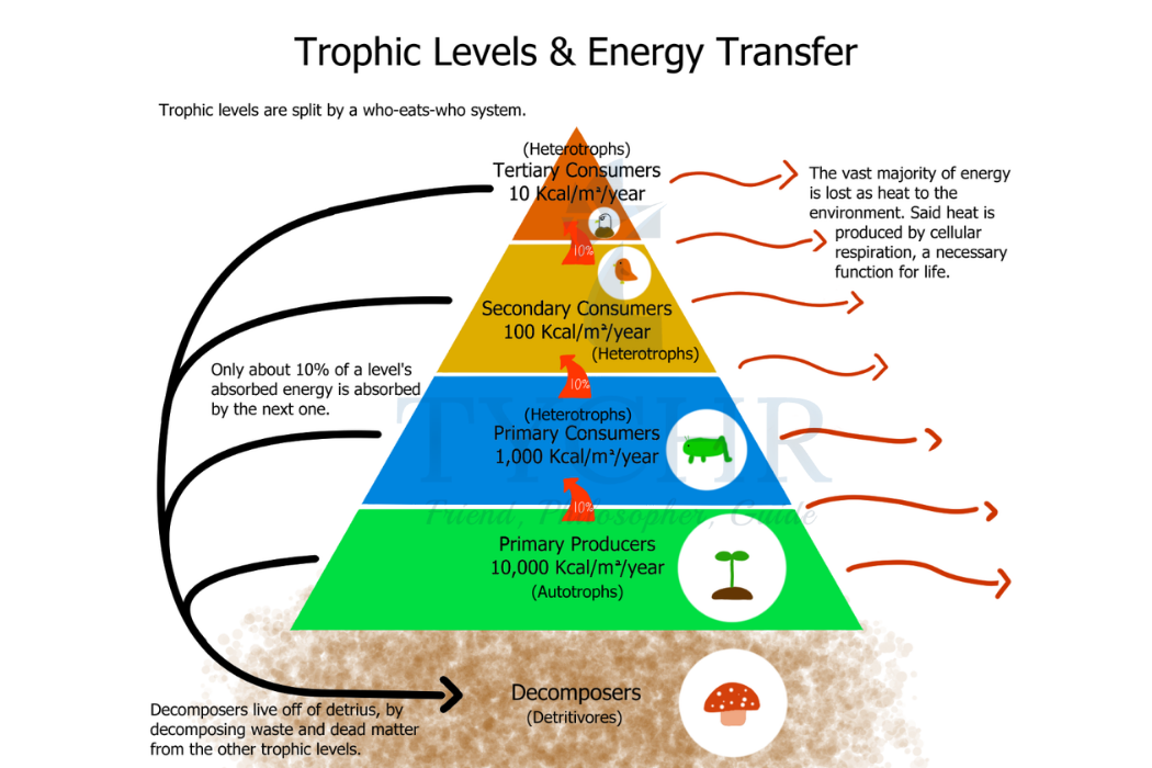 Fundamentals of ESS | IBDP ESS Solutions Chapter 1 | Tychr