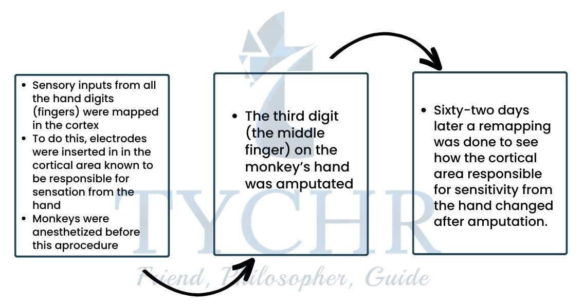 IBDP Psychology Chapter 2 Notes: Biological Approach to Behavior | Tychr