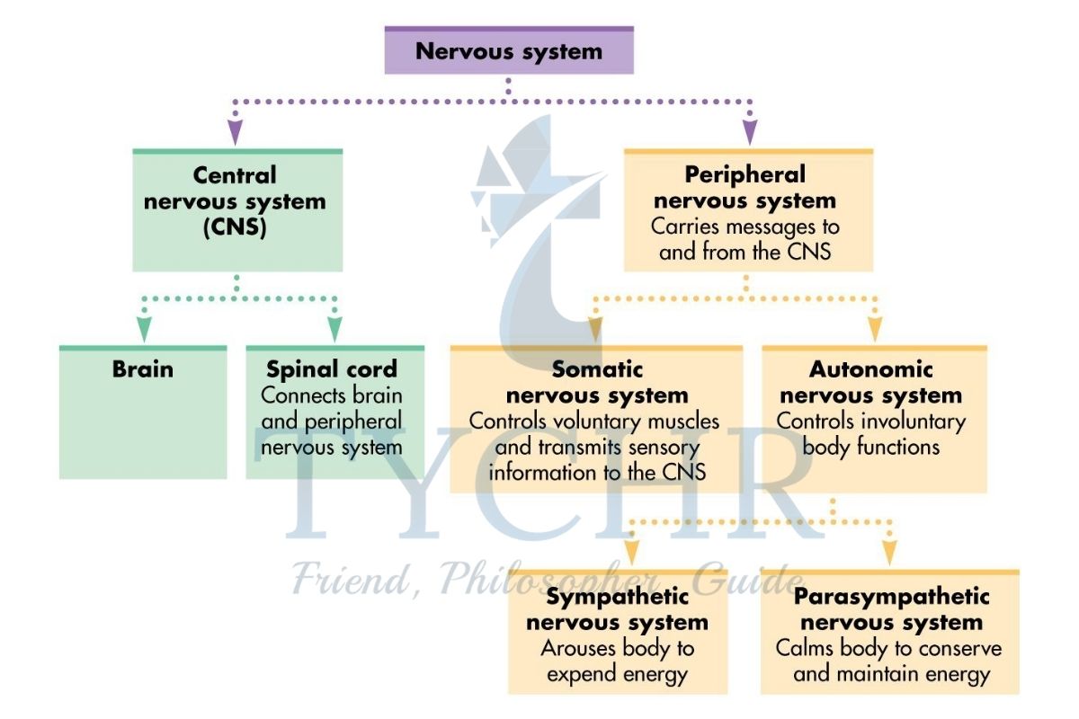 IB Psychology | Health Psychology Notes | TYCHR