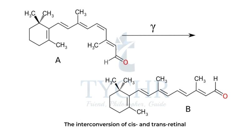 IB Chemistry | Option B Biochemistry Notes | TYCHR