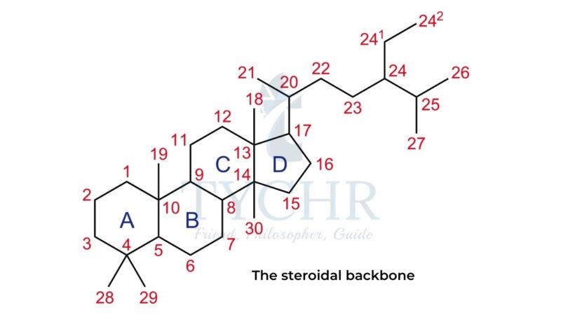 Biochemistry-IBDP Sciences - Chemistry Chapter 13 Notes | Tychr
