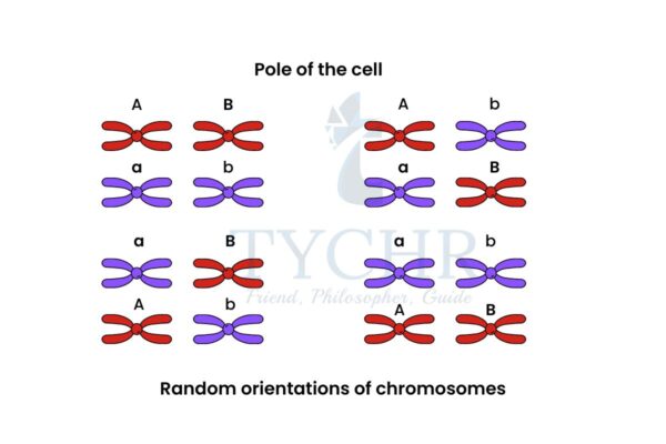 IB Biology | Genetics and Evolution Notes | TYCHR