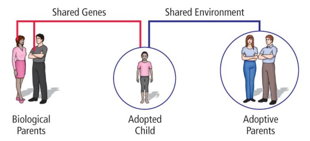 IBDP Psychology Chapter 2 Notes: Biological Approach to Behavior | Tychr