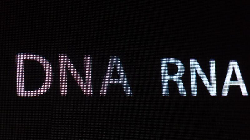 Differences Between DNA and RNA: Unraveling the Molecular Code of Life ...